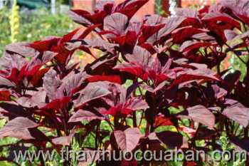 Rau dền, tác dụng chữa bệnh của Rau dền